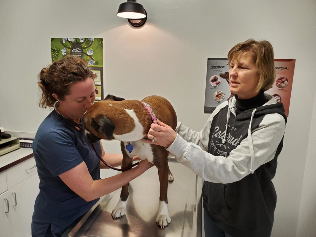 Veterinary Clinic in Maple Valley, WA | Animal Hospital of Maple Valley