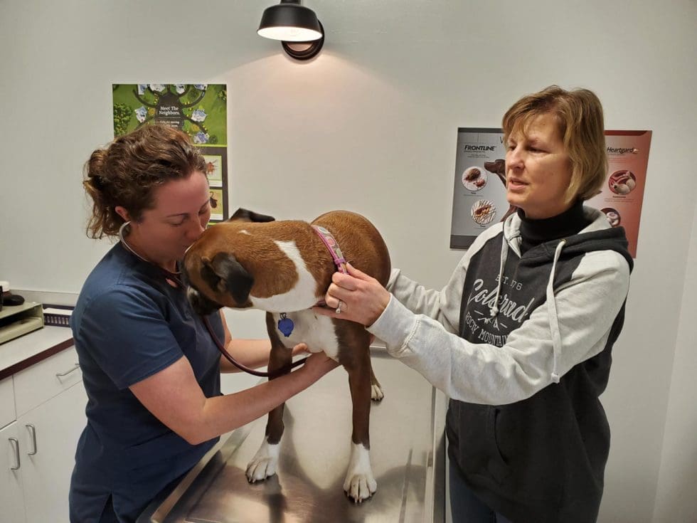 Veterinary Clinic in Maple Valley, WA | Animal Hospital of Maple Valley