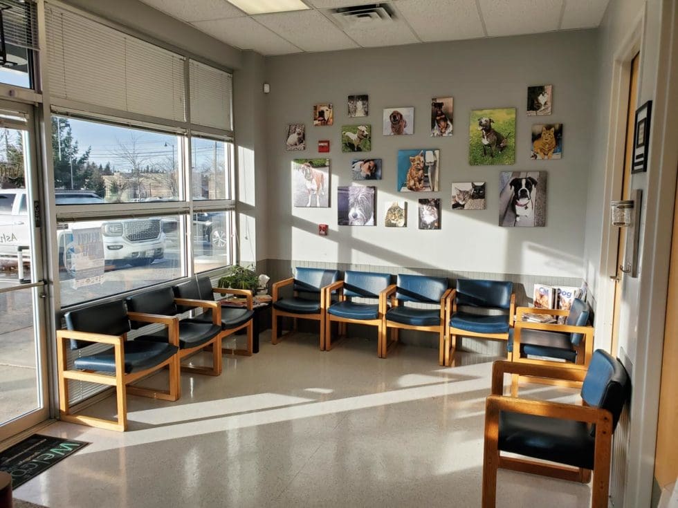 Veterinarian & Pet Hospital in Maple Valley, WA | Animal Hospital of ...